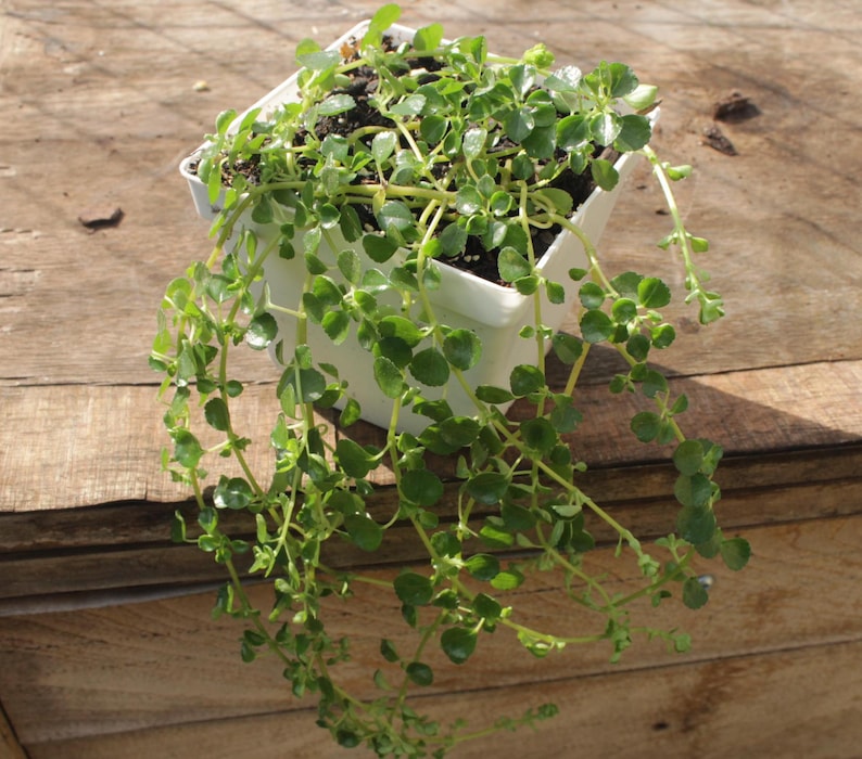 Pilea Baby Tears Terrarium Plants Indoor Houseplants Trailing Plant - Etsy