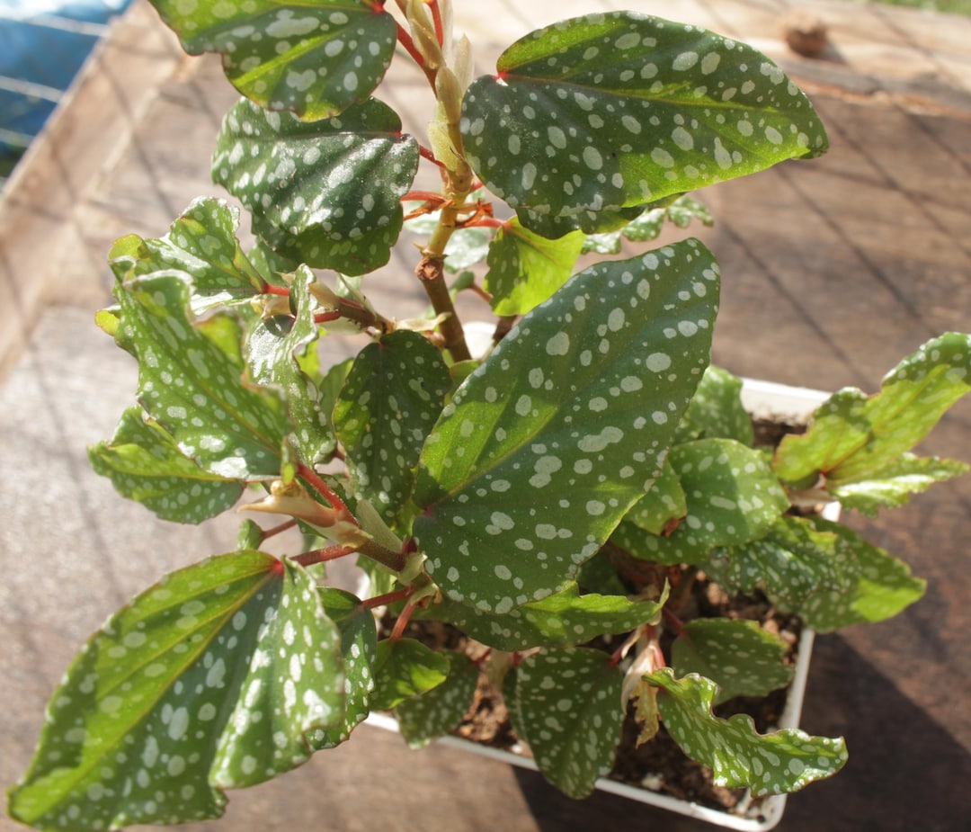Angel Wing Begonia | 'flamingo Queen' Begonia | Polka Dot Begonia ...