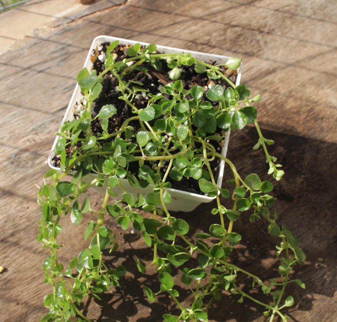 Pilea Baby Tears Terrarium Plants Indoor Houseplants Trailing Plant - Etsy