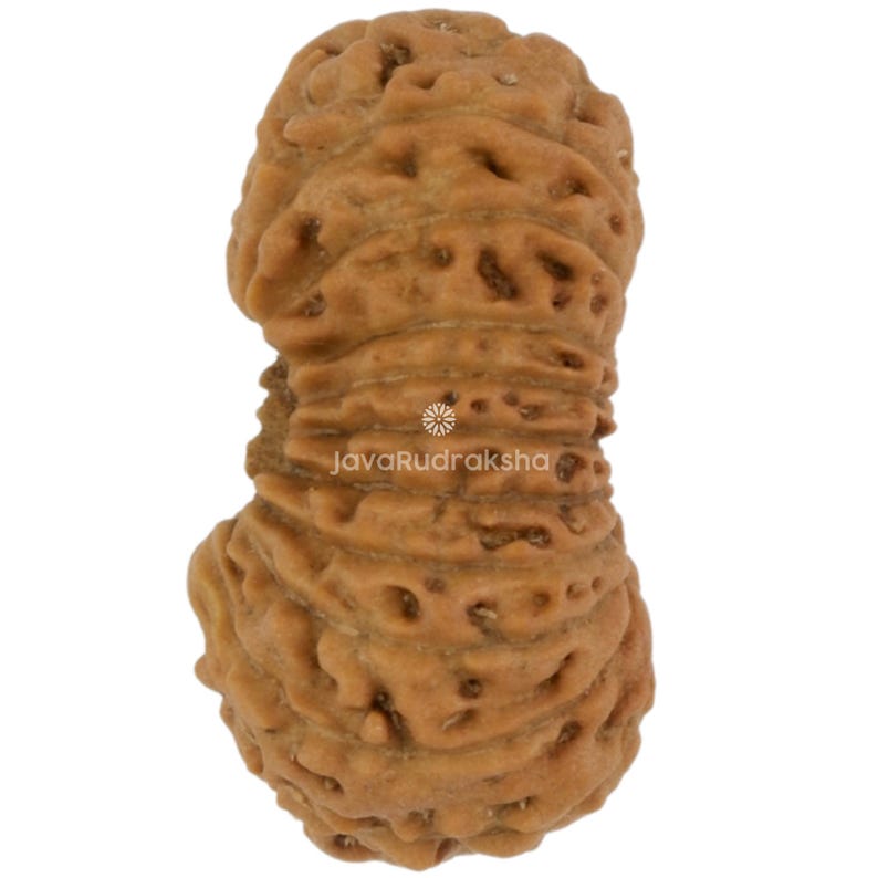 21 Mukhi Rudraksha 12.59 Mm Java Bead | Grade A Small | Genuine Natural ...