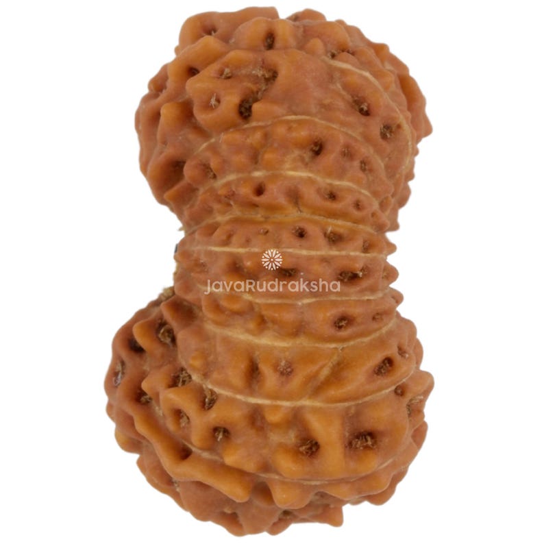 18 Mukhi Rudraksha 17.58 Mm Java Bead | Grade A Medium | Genuine ...