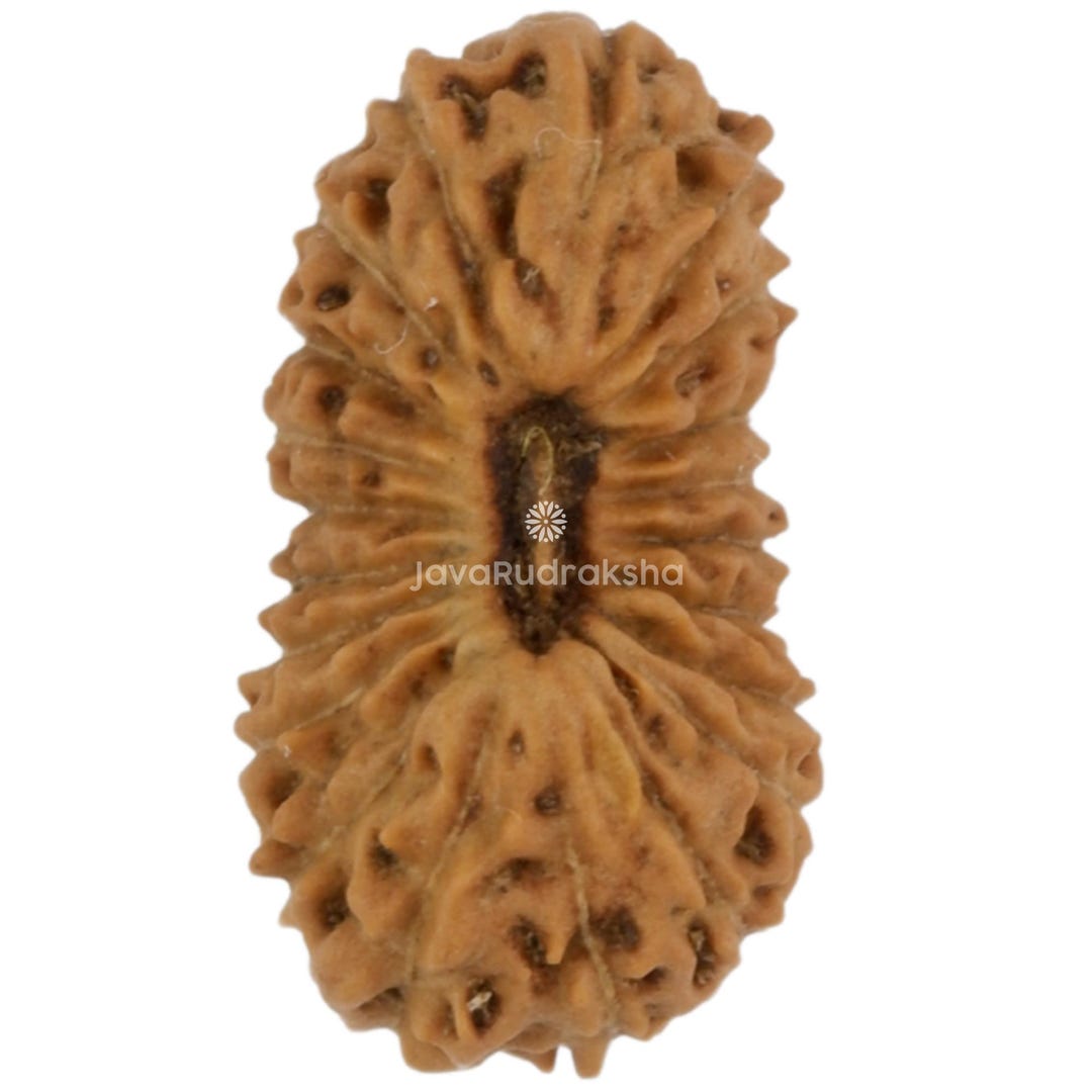 21 Mukhi Rudraksha 12.59 Mm Java Bead | Grade A Small | Genuine Natural ...