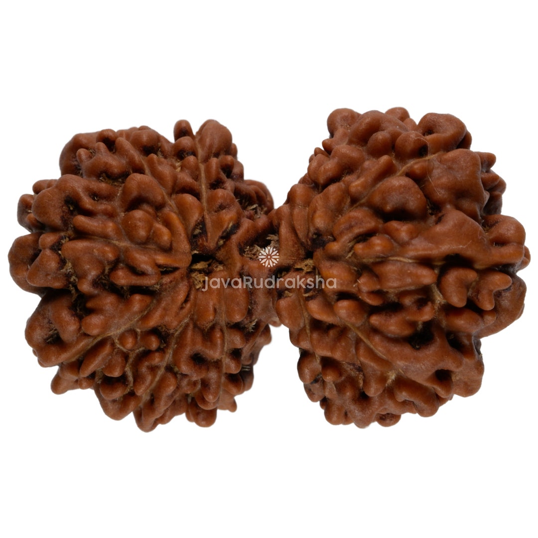 Grade A | Gauri Shankar 12 Mukhi Rudraksha 29.73 Mm Collector Size ...