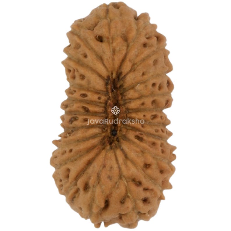 21 Mukhi Rudraksha 12.59 Mm Java Bead | Grade A Small | Genuine Natural ...