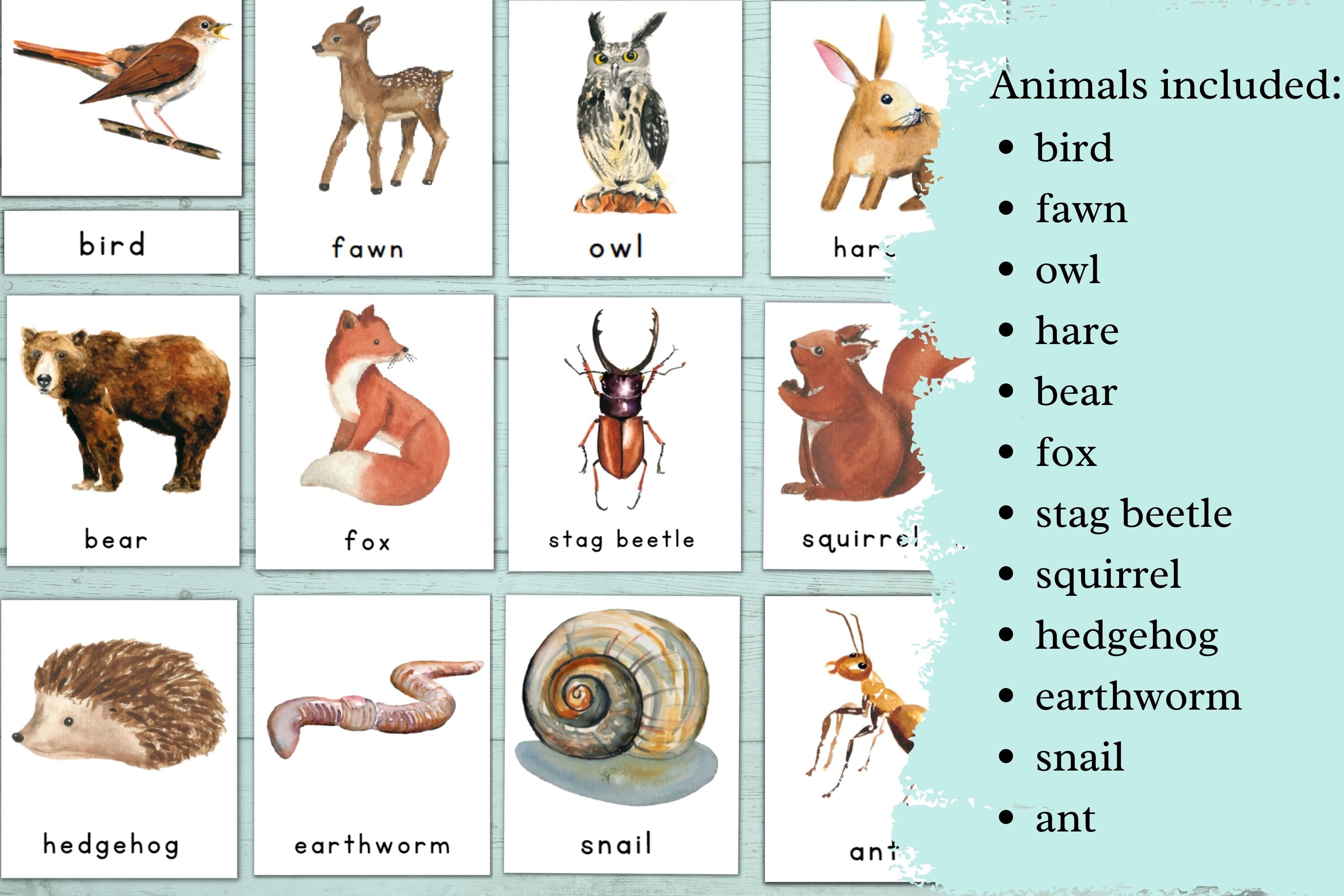 Woodland Animals Montessori Printable, Montessori Three Part Cards ...