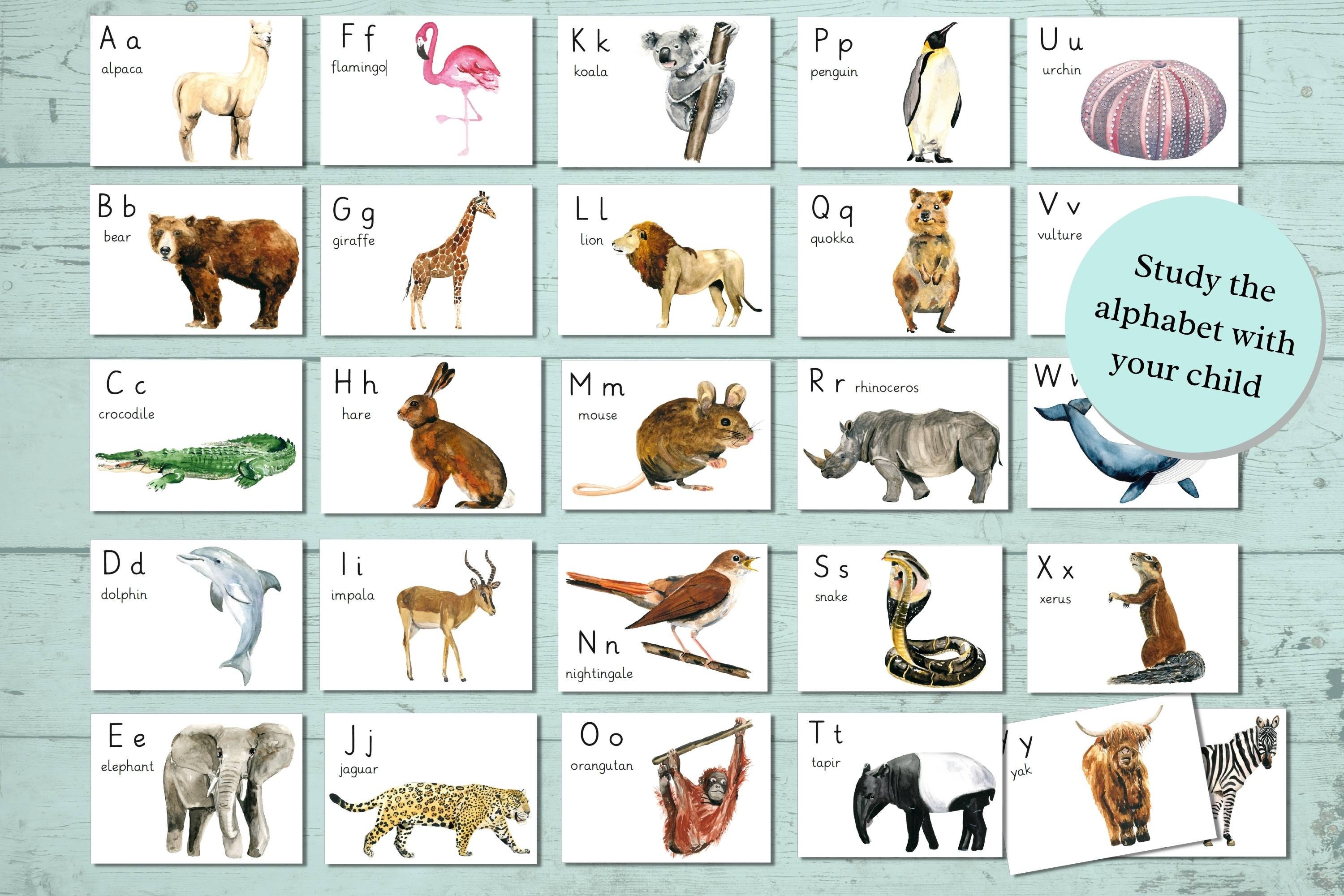 Animal Alphabet Cards, Montessori Letter Flashcards for Kindergarten ...
