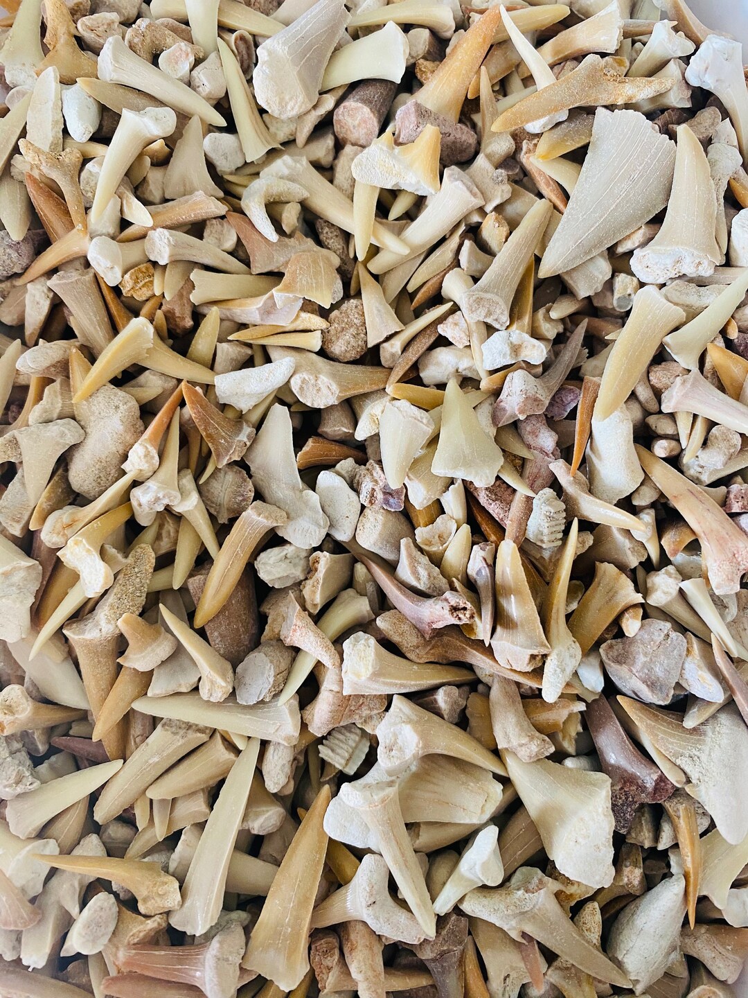 Fossilised Shark Teeth Sand Shark Teeth Otodus Species - Etsy