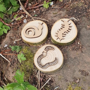 Insect Minibeast Bugs Log Slices Patterns Play Dough Stampers Stamps ...