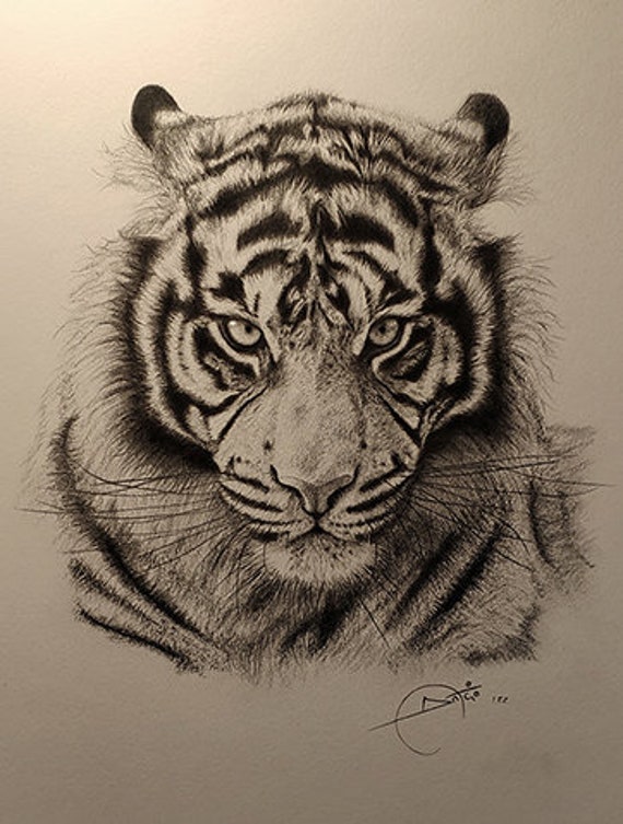Tiger Drawing Images