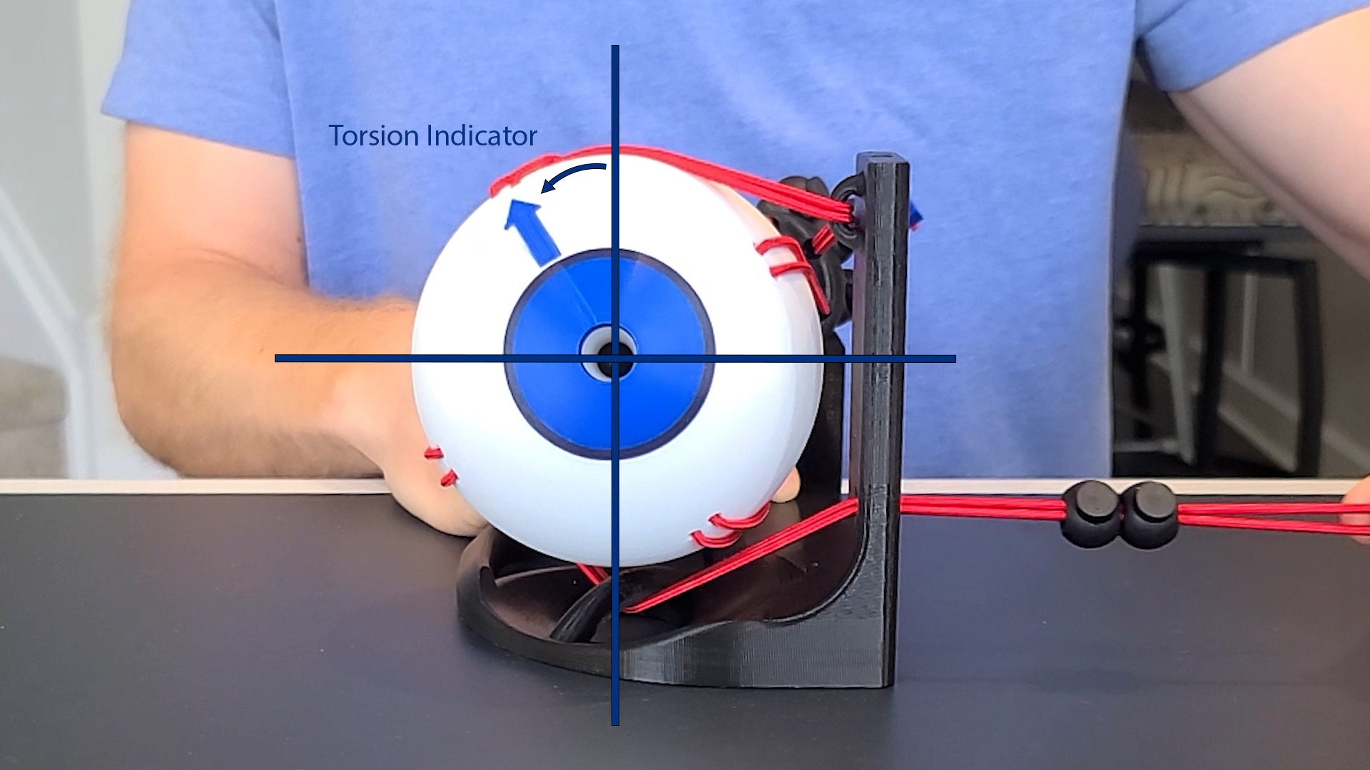 Functional Model of the Extraocular Muscles - Etsy