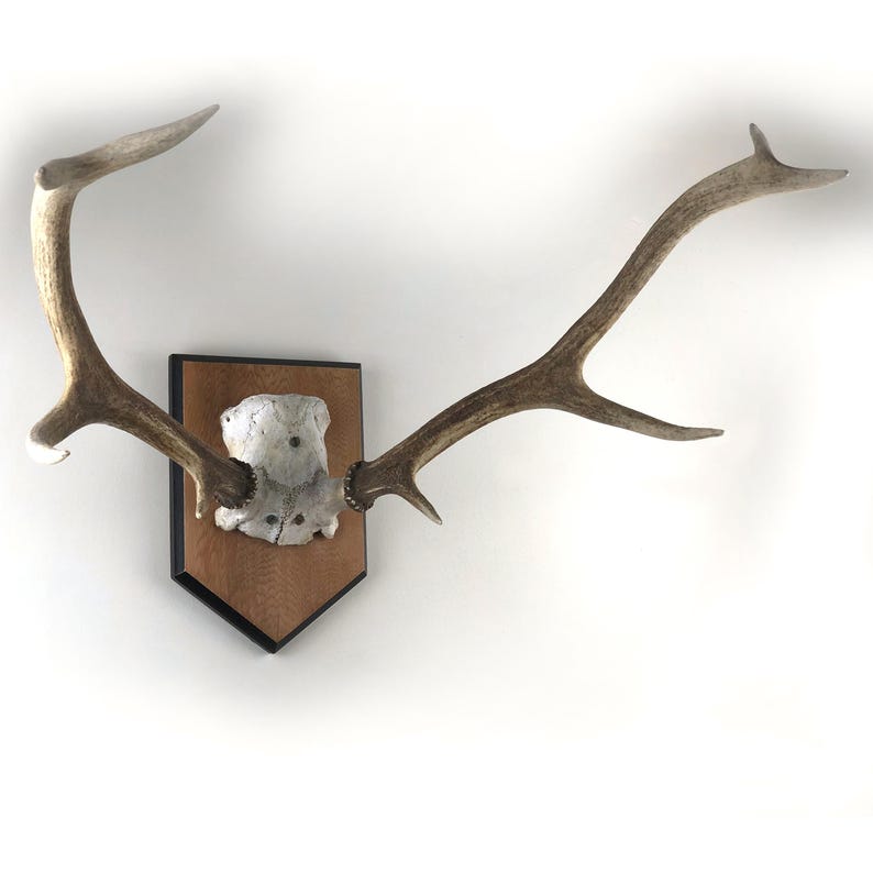 Vintage Mounted Red Deer Stag Antlers: English Country Decor - Etsy