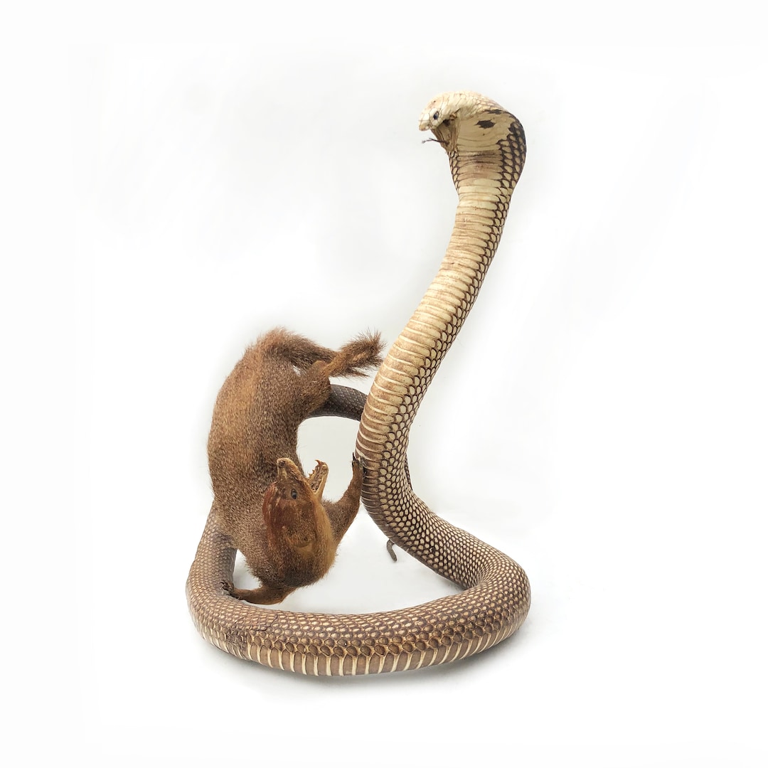 Vintage Taxidermy King Cobra & Mongoose-mid Century Taxidermy Cobra ...