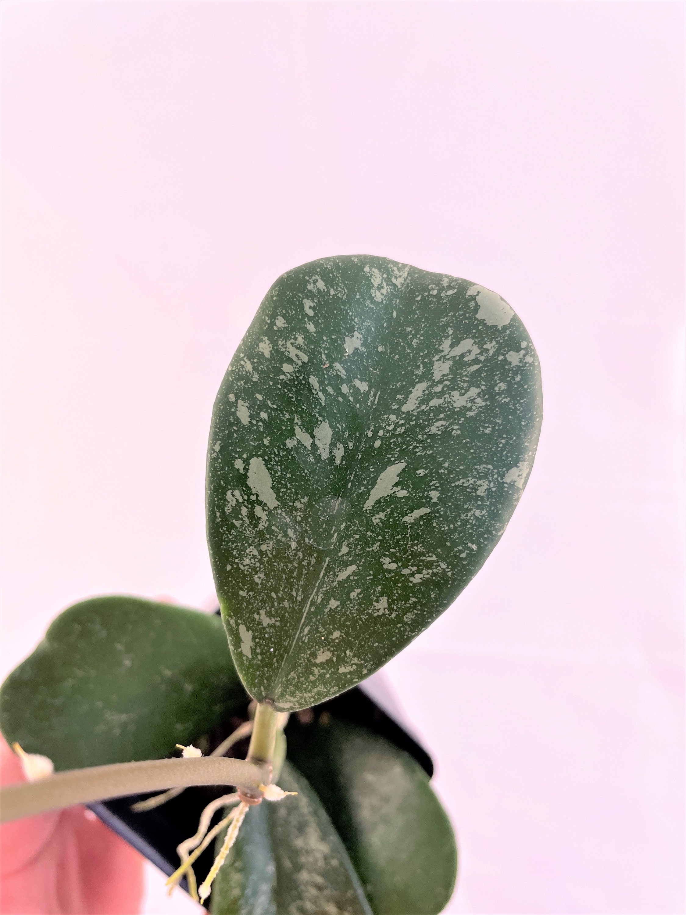 Craft Supplies & Tools Hoya sp Chiang Dao Terrarium Supplies Gardening ...