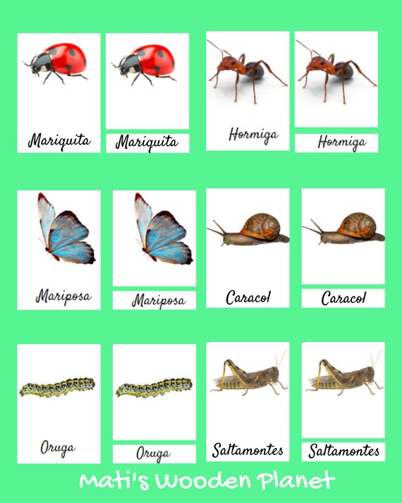 Mapa Imprimible De Los Insectos De Estados Unidos