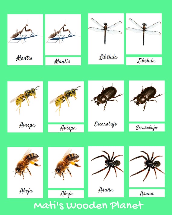 Tarjetas para imprimir 3 partes Insectos Cursiva - Etsy México