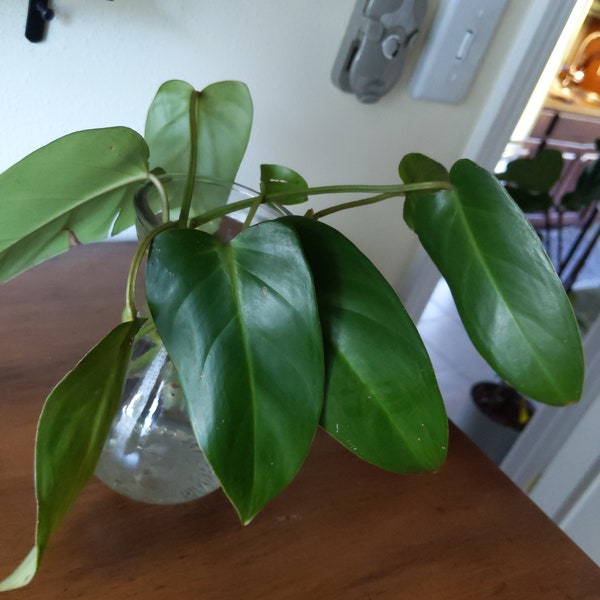 Red Emerald Plant - Etsy