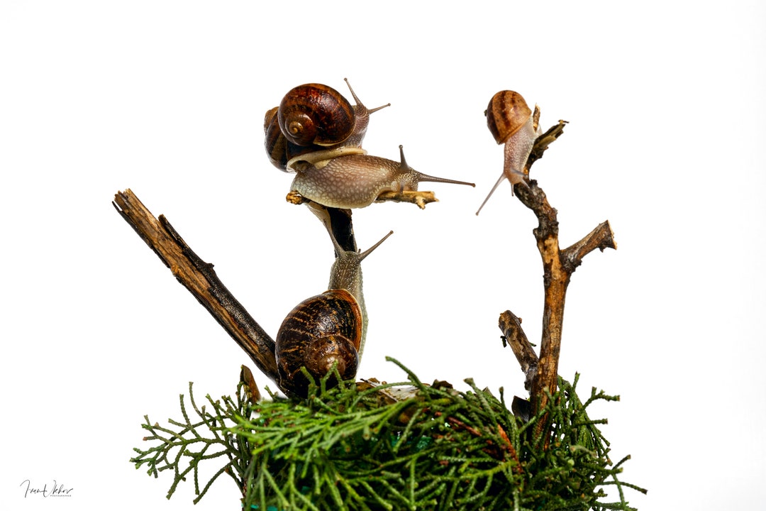 Snails on a White Background. Digital Photo. for Home, Office, Digital ...