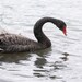 Black Swan Wildlife Art for Samsung Frame TV (digital Download) - Etsy