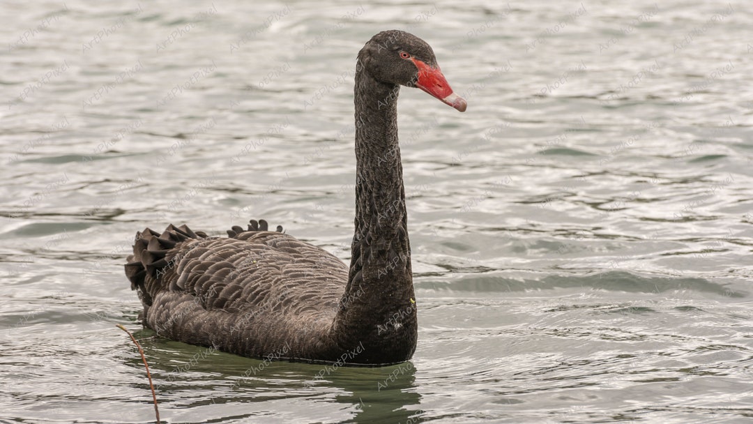 Black Swan Frame TV Art: Wildlife Photography (digital Download) - Etsy