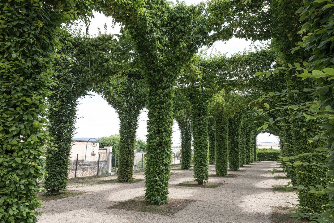 Arbor in the Park, Relaxation, Europe Fine Art, Arches of Leaves, Green ...