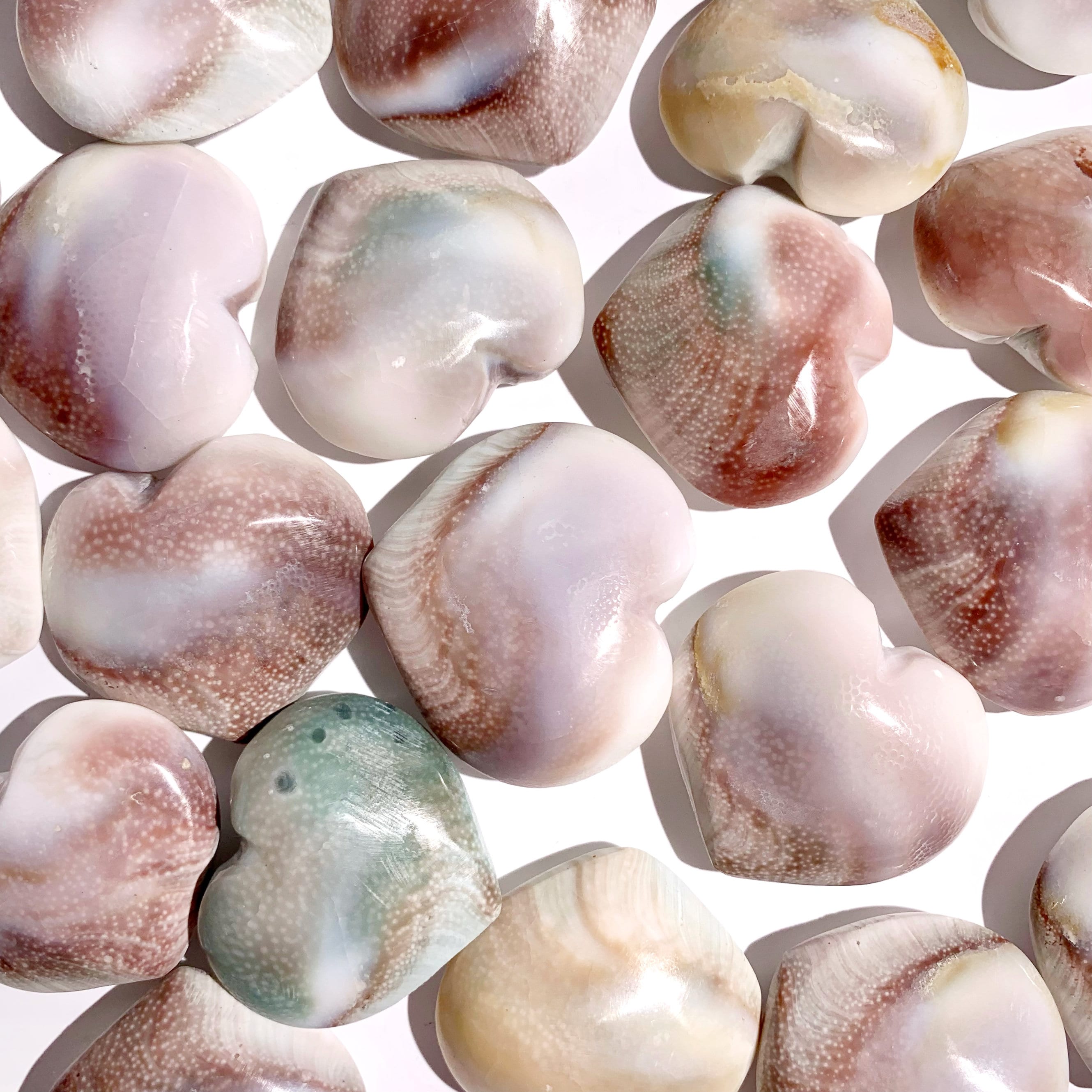 SHIVA SHELL HEARTS Shiva Shell Shell Heart Shiva Shell | Etsy