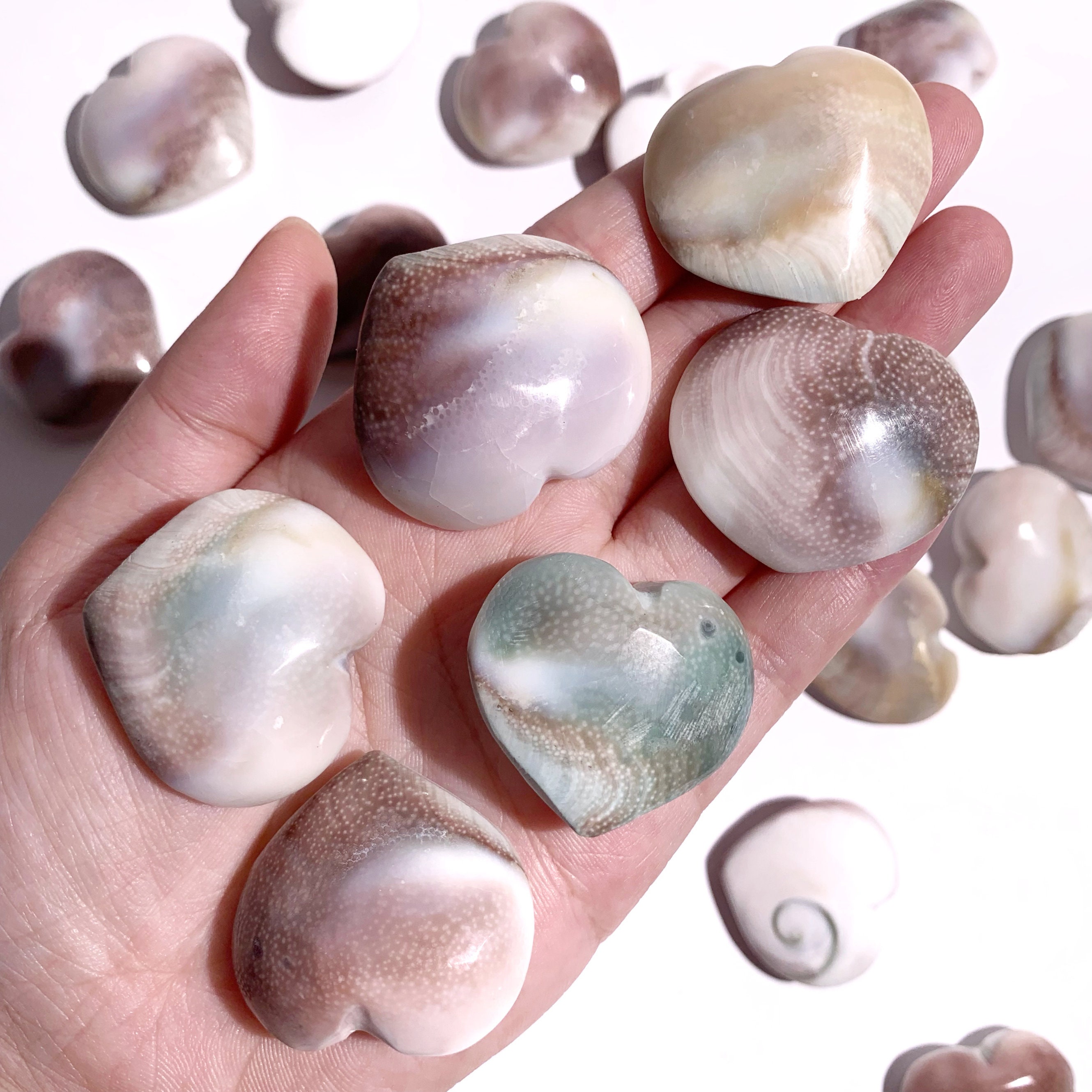 SHIVA SHELL HEARTS Shiva Shell Shell Heart Shiva Shell | Etsy