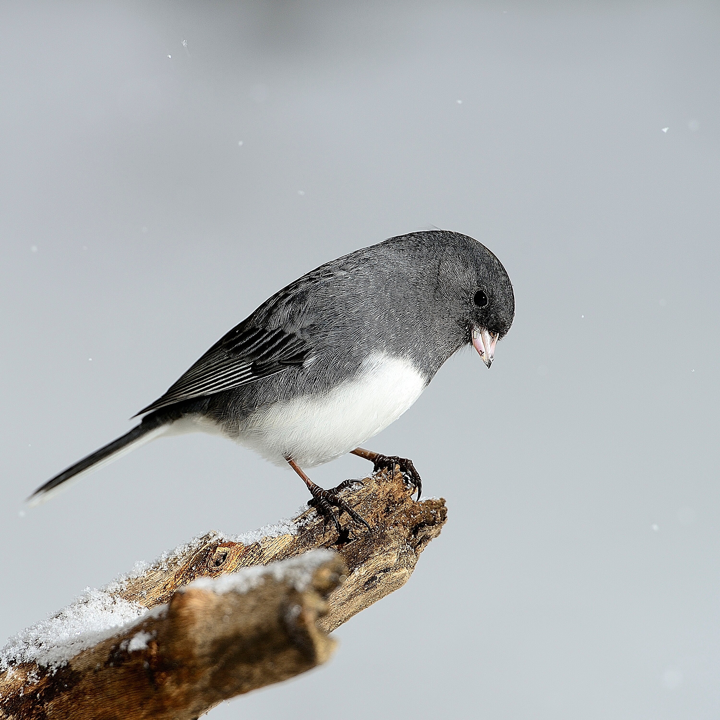 Dark-eyed Junco , Ceramic Tile With a Matte Finish, Winter Garden ...