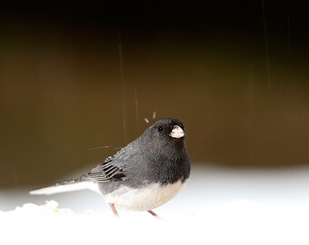 Dark-eyed Junco , Ceramic Tile With a Matte Finish, Winter Garden ...