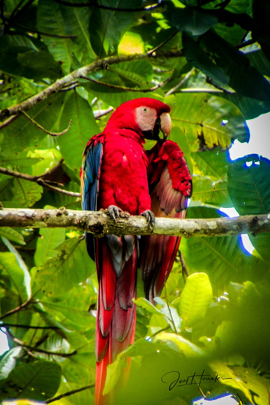 Costa Rican Scarlet Macaw - Etsy