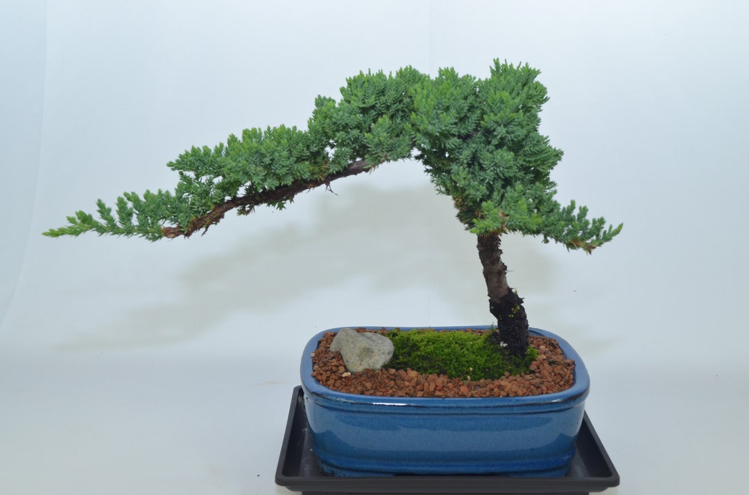 Japanese Juniper, Traditional Bonsai, 10 Years Old, Windswept Style - Etsy