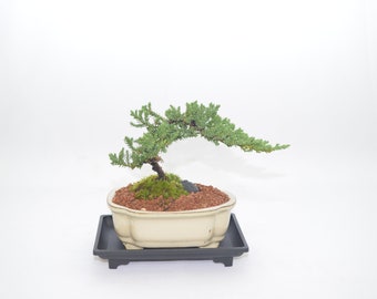 Japanese Juniper Traditional Bonsai 5 Years Old Windswept | Etsy
