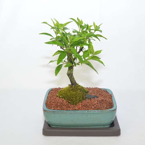Indoor Bonsai Variegated Mini Jade Broom Style 5 Years Old - Etsy