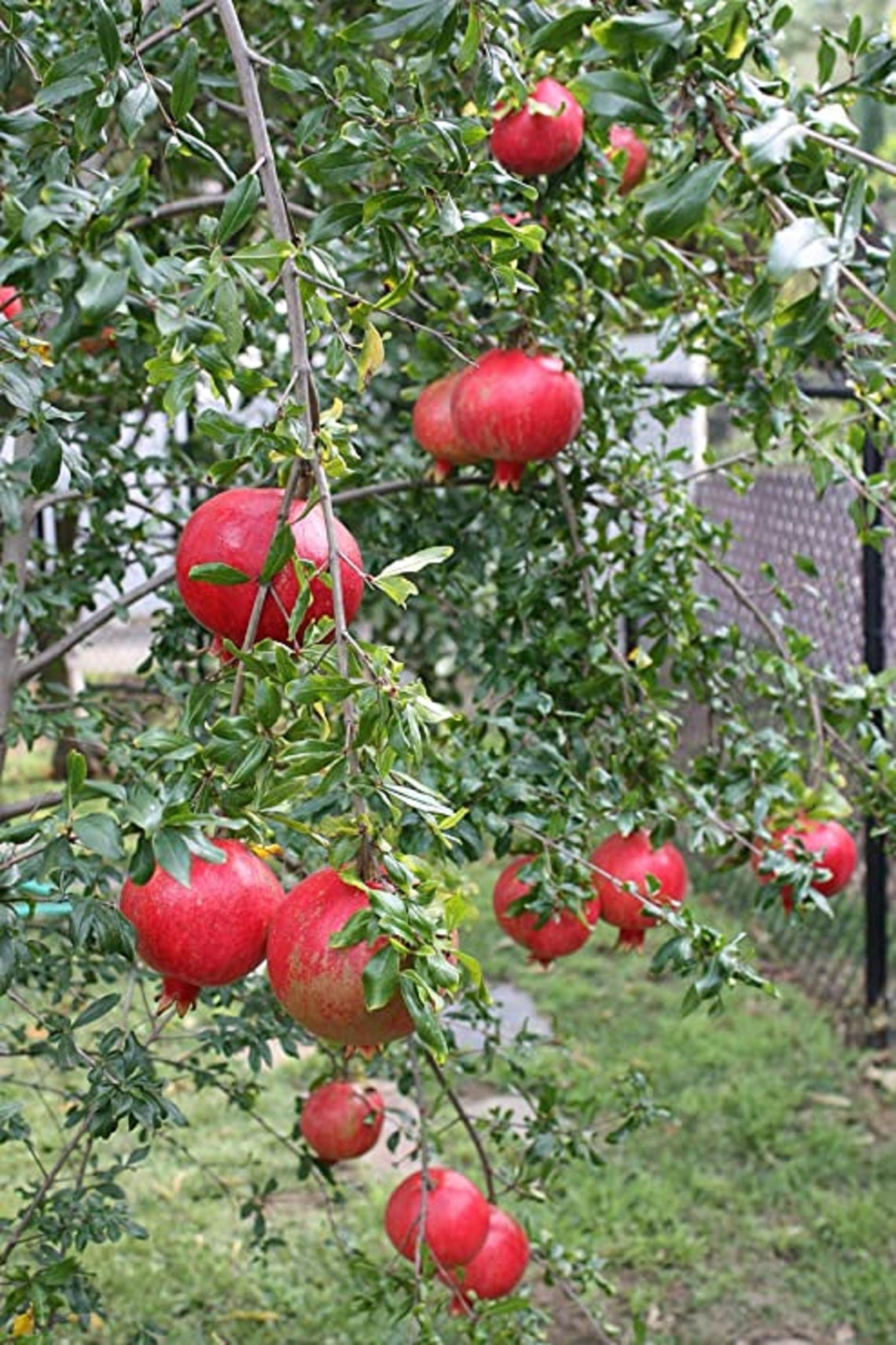 Dwarf Pomegranate, 6 Years Old, Broom Style, Edible Fruits - Etsy