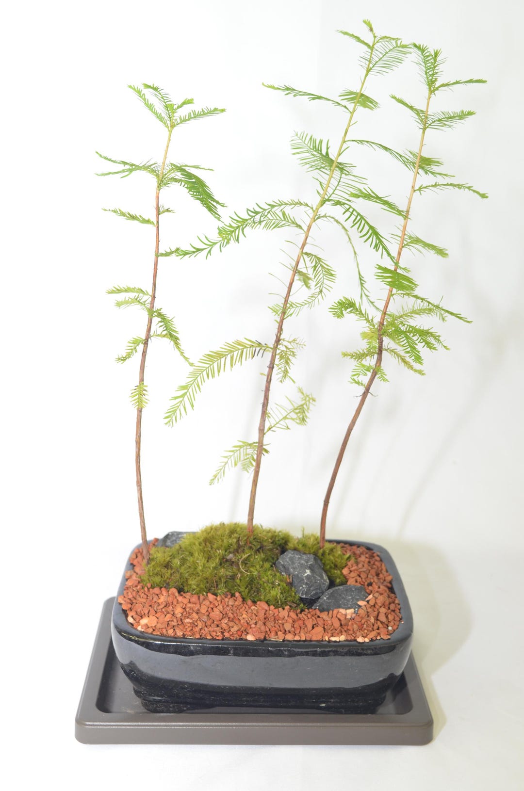 Dawn Redwood, Mini Forest Style (3) 3 Years Old Each, Deciduous Tree ...