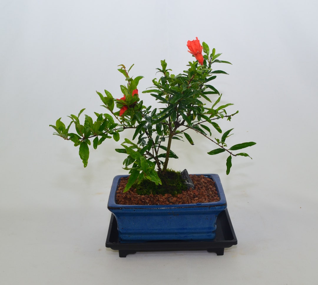 Dwarf Pomegranate, 6 Years Old, Broom Style, Edible Fruits - Etsy