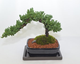 Japanese Juniper, Traditional Bonsai, Upright Style, 10 Years Old. - Etsy