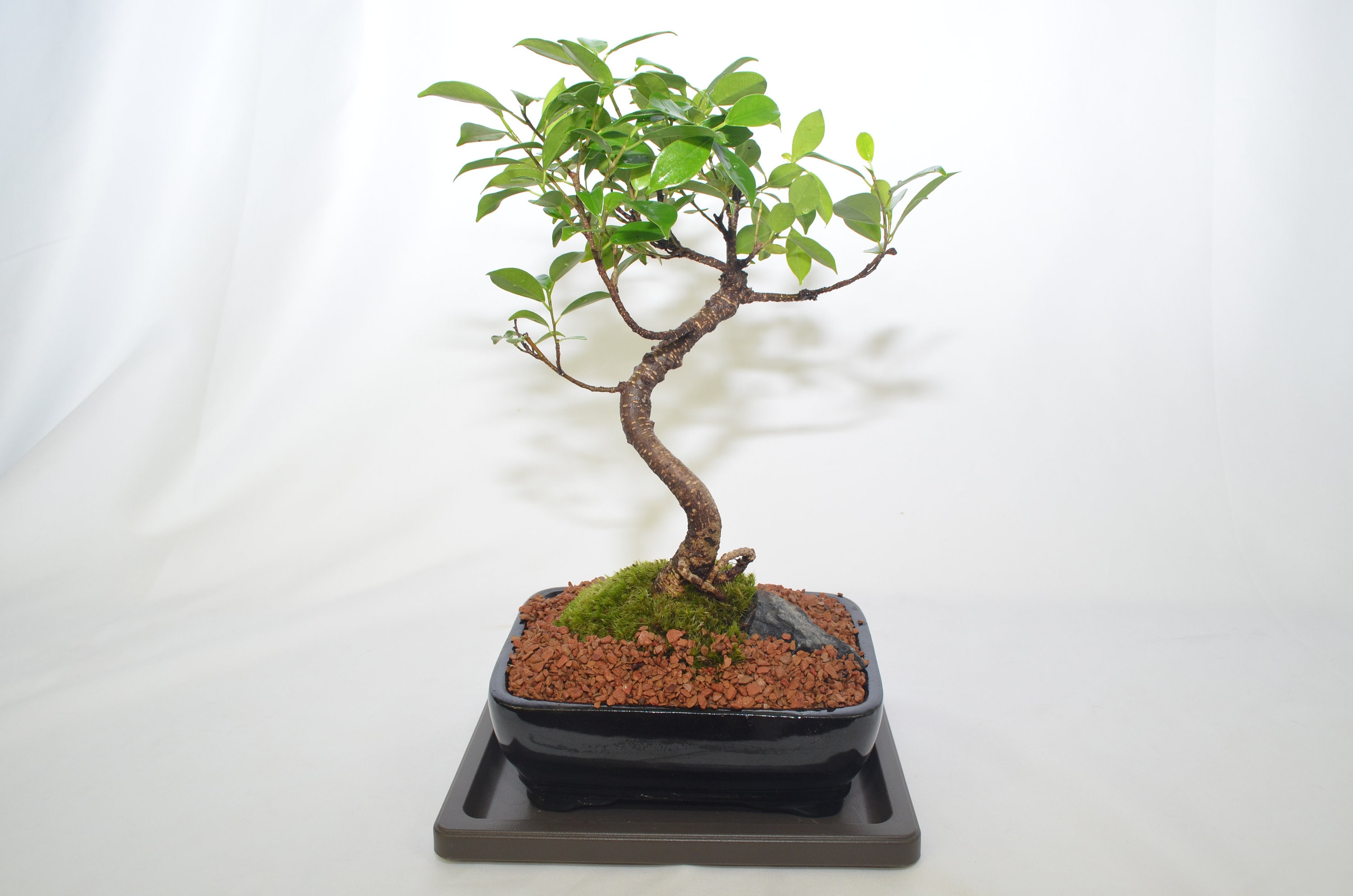 Lychee Tree Bonsai