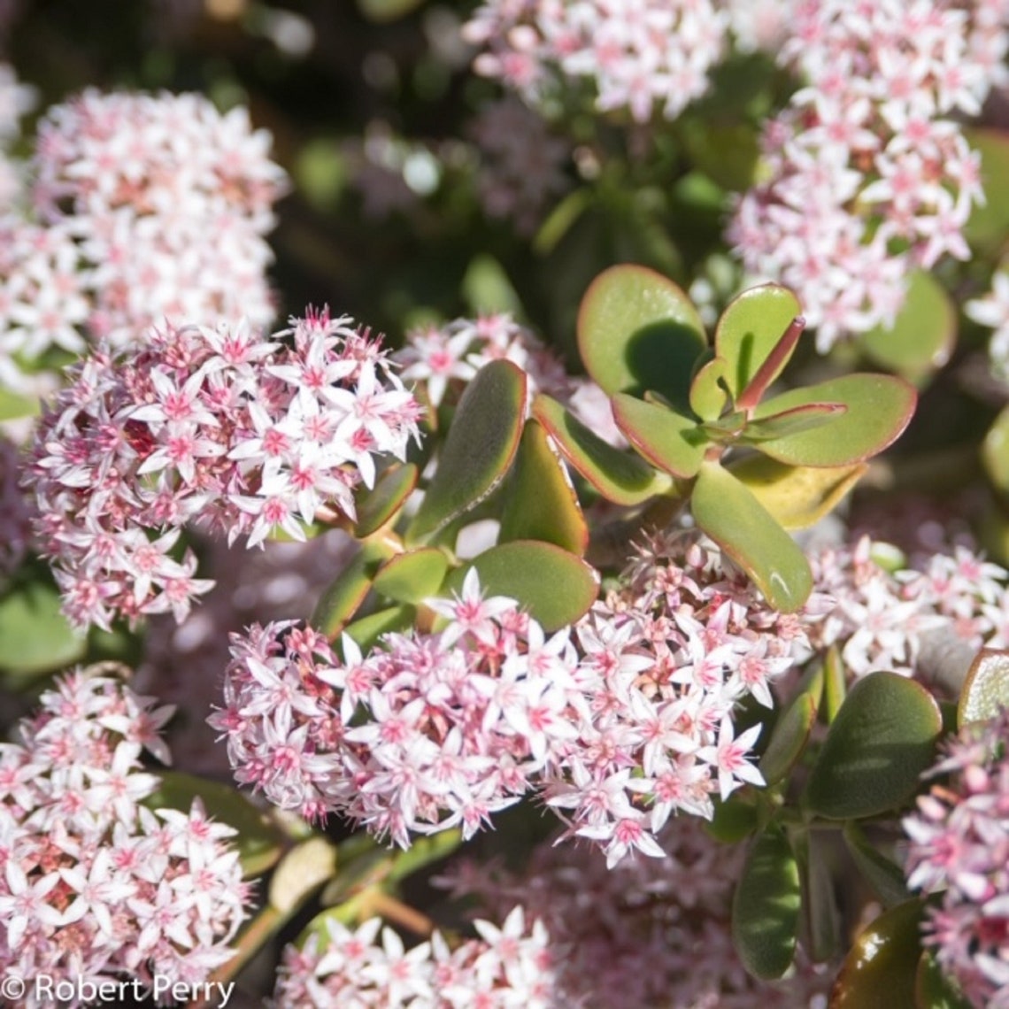 Mini Jade Broom Style 5 Years Old money Plant Pale Pink | Etsy