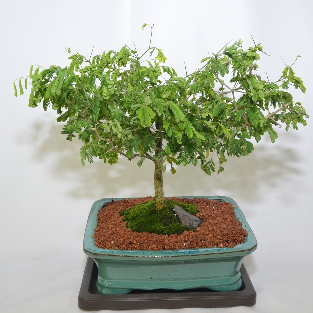 Brazilian Rain Tree, 15 Years Old for Indoor, Broom Style for Indoor - Etsy