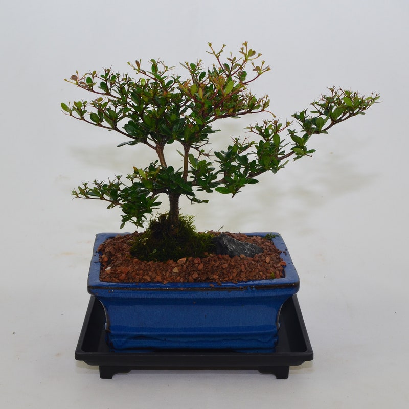 Real Bonsai Tree - Etsy
