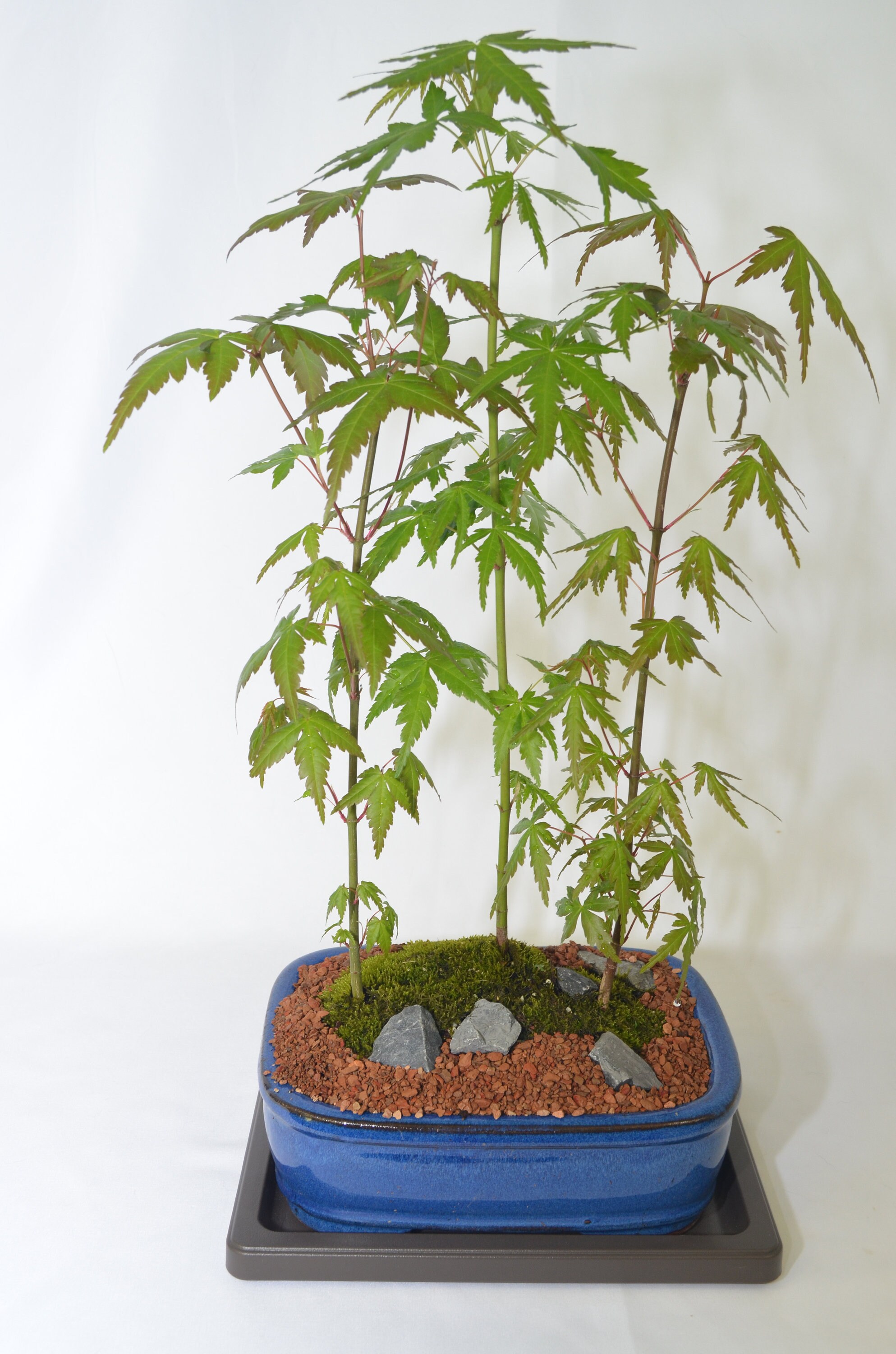 Japan Maple Mini Forest Style 3 Trees 6 Years Old. - Etsy