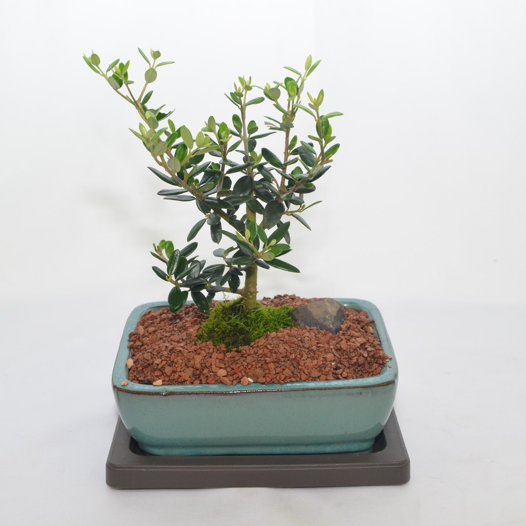 Indoor Bonsai, European Olive, 6 Years Old, Broom Style - Etsy