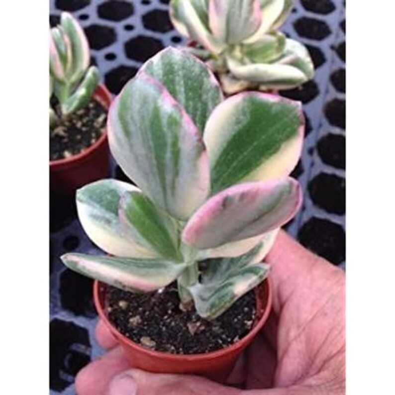 Indoor Bonsai, Variegated Mini Jade, Broom Style, 5 Years Old - Etsy