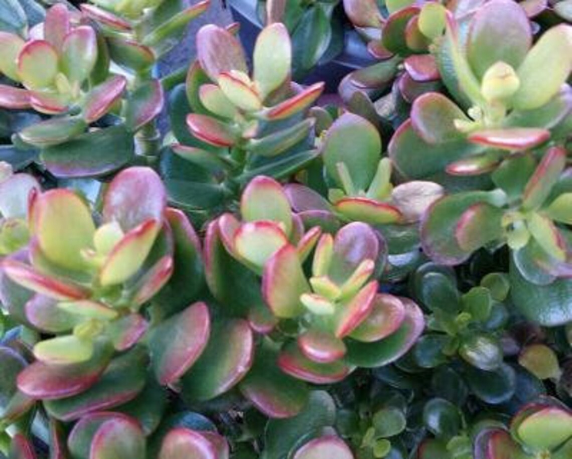 Indoor Bonsai, Variegated Mini Jade, Broom Style, 5 Years Old - Etsy