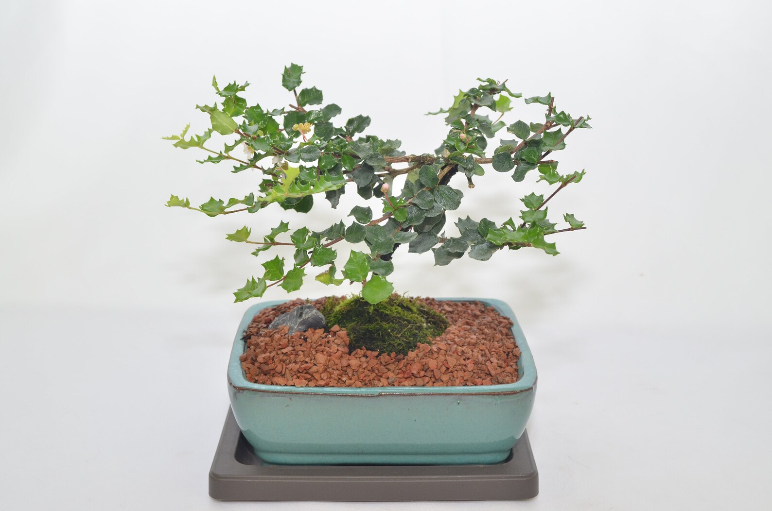 Indoor Bonsai Singapore Holly 5 Years Old Broom Style Pink - Etsy
