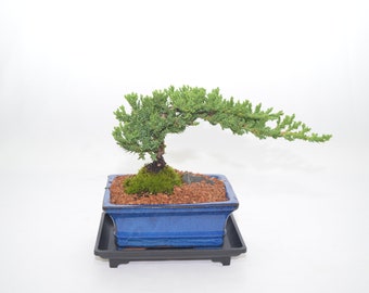 Japanese Juniper Traditional Bonsai 2 Years Old Windswept | Etsy