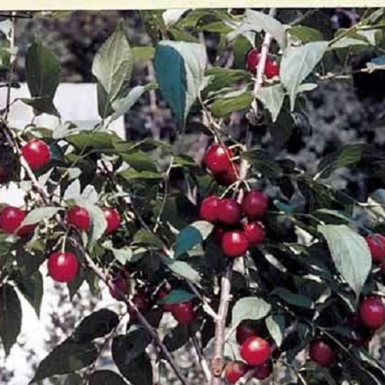 Dwarf Cherry 3 Years Old. Broom Style - Etsy