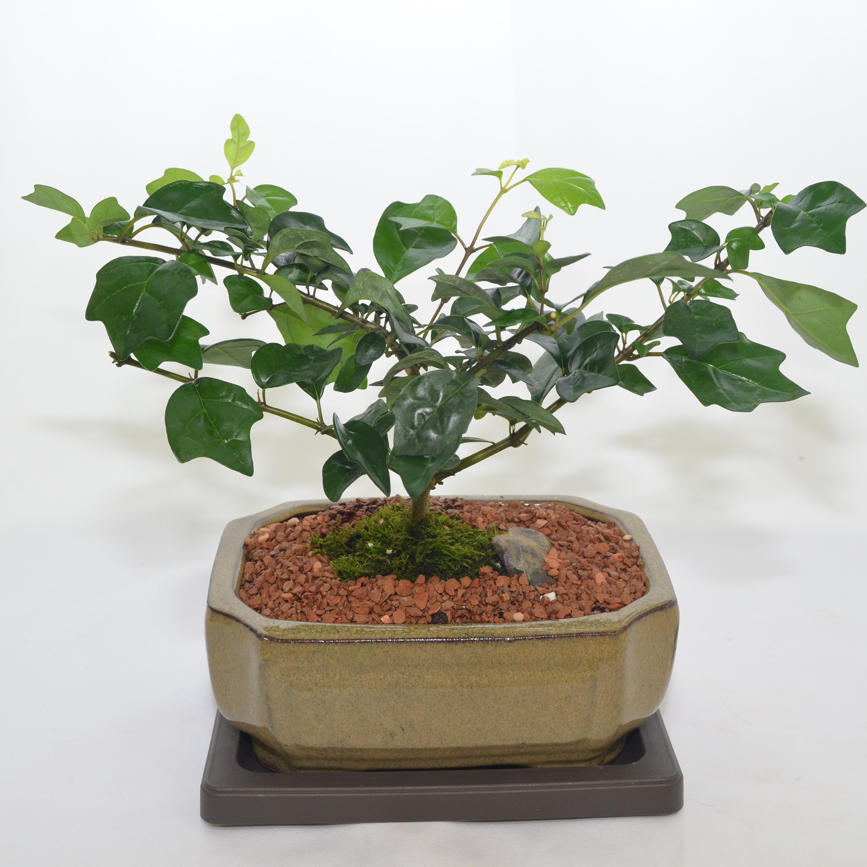 Good Indoor Bonsai Parrot's Beak 5 Years Old Wax-leaf - Etsy