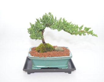 Japanese Juniper Traditional Bonsai 2 Years Old Windswept | Etsy