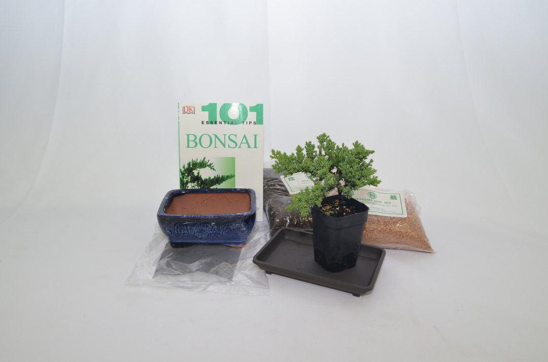 Bonsai Starter Kit / Small, Do It Yourself Bonsai. - Etsy
